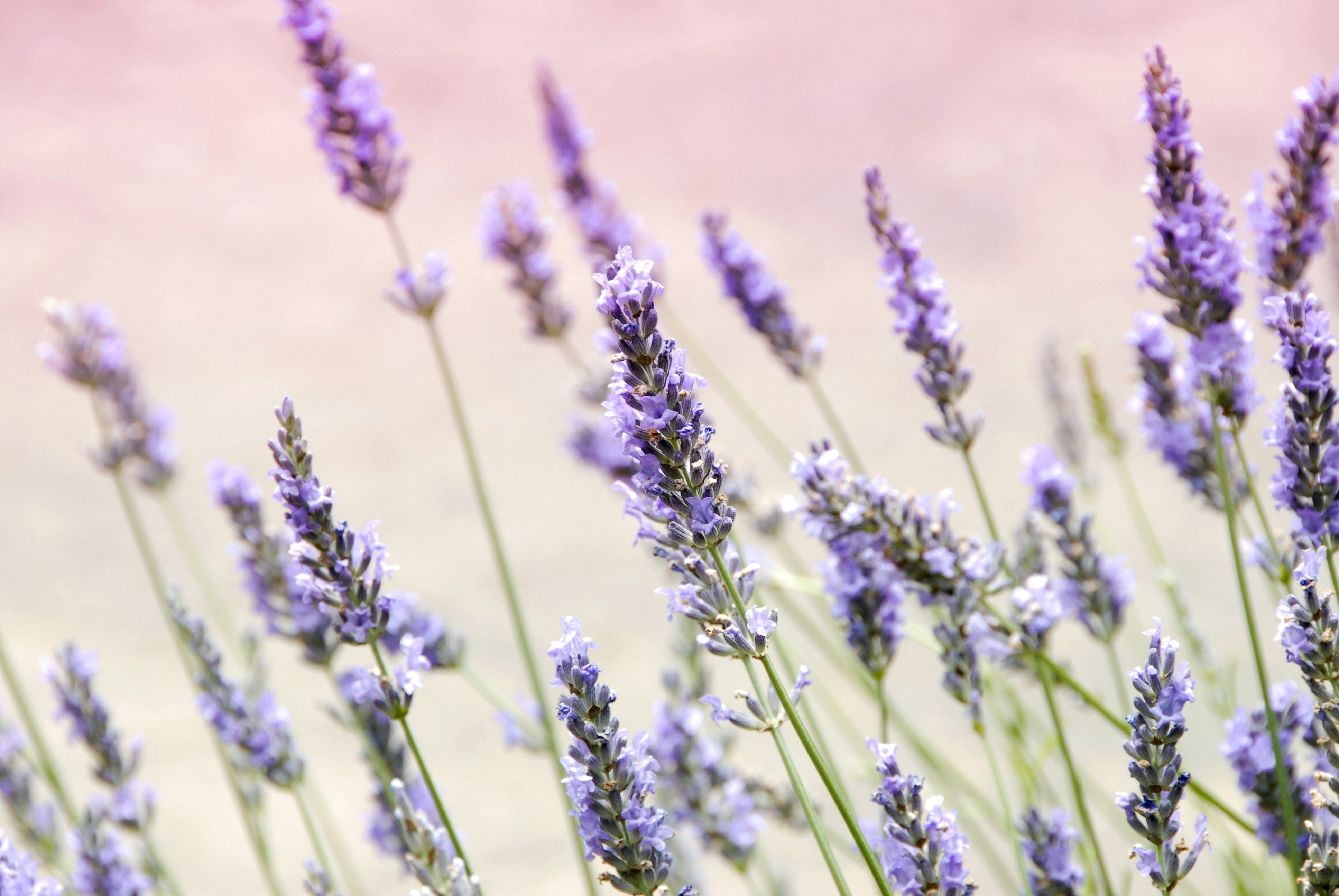 Silexan™: A Clinically-Studied Lavender Oil – Nature's Way Canada
